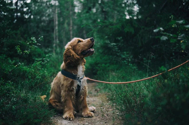 Diarrhea Again? Let's Explore Why It's Happening – VisbiomeVet-CA